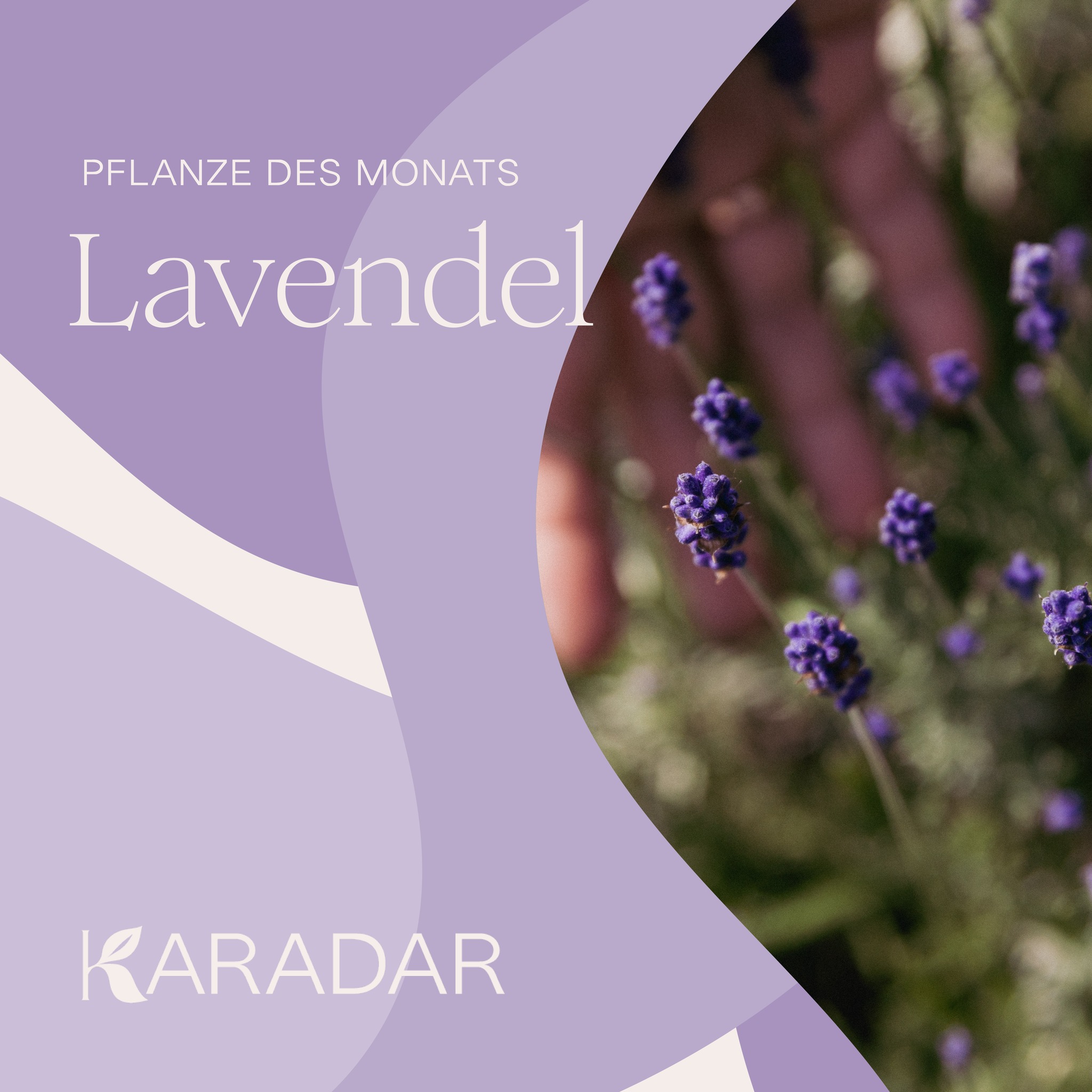 Karadar ᐅ Natürliche Produkte für bewusste Wohlfühl-Momente